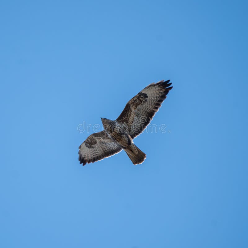 The Common Buzzard (Buteo Buteo) in Flight. Stock Image - Image of ...