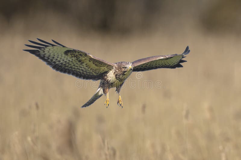 Common Buzzard, Buteo Buteo, in Flight Stock Image - Image of hunting ...