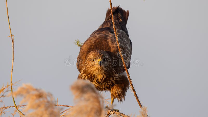 Common Buzzard stock image. Image of wildlife, perching - 64289019