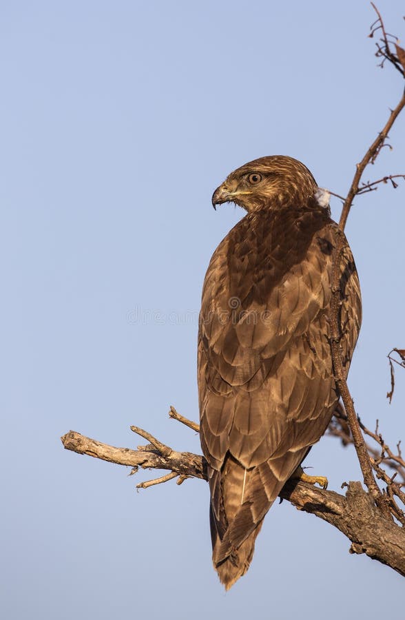Common Buzzard stock photo. Image of grass, left, bush - 67720892