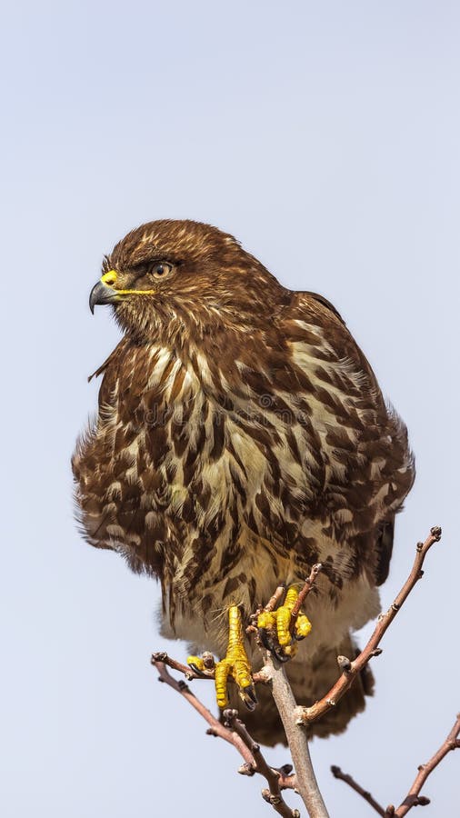 Common Buzzard stock photo. Image of looking, wing, tree - 89059586