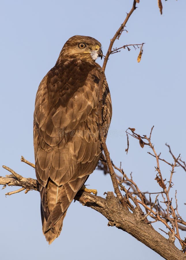 Common Buzzard stock image. Image of beak, shrubbery - 67720887