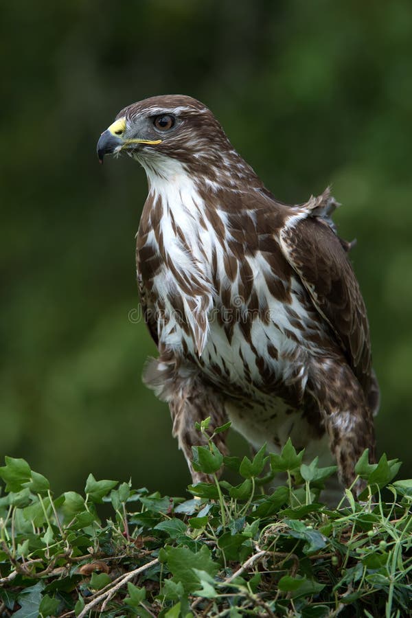 Common Buzzard (Buteo Buteo) Stock Image - Image of nature, falcon ...