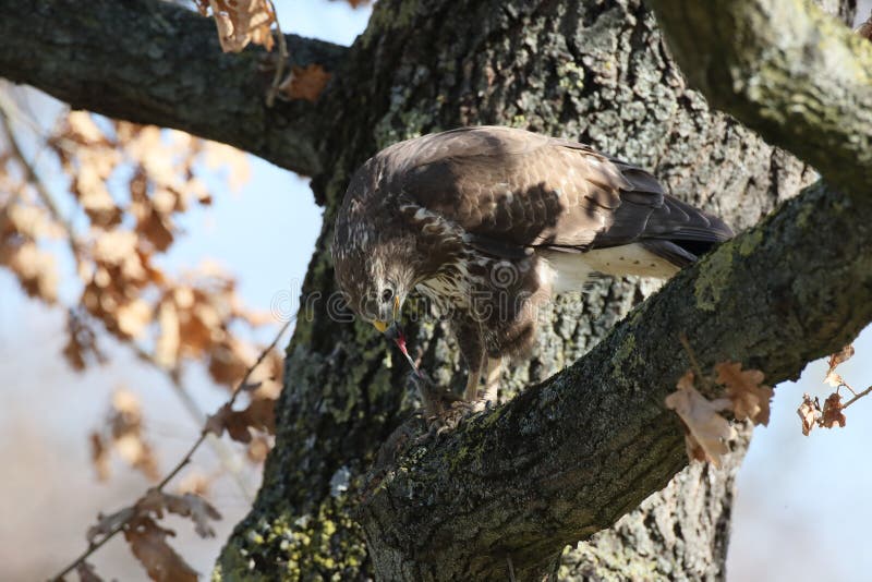 Common Buzzard & X28;Buteo Buteo& X29; with Prey Mouse Germany Stock ...