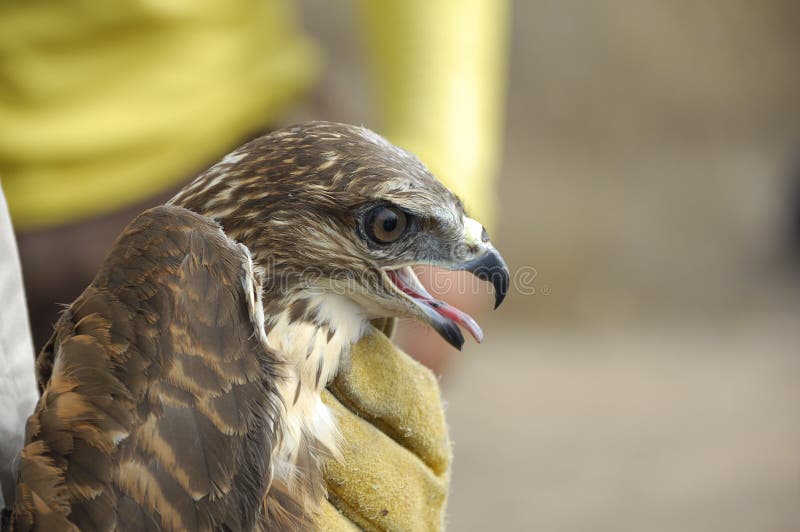 Common Buzzard (Buteo Buteo) Stock Photo - Image of hunter, outdoor ...