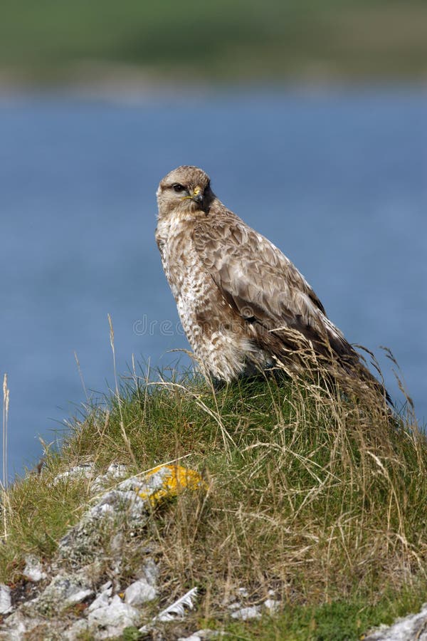 Common Buzzard, Buteo Buteo Stock Image - Image of buzzard, raptor ...