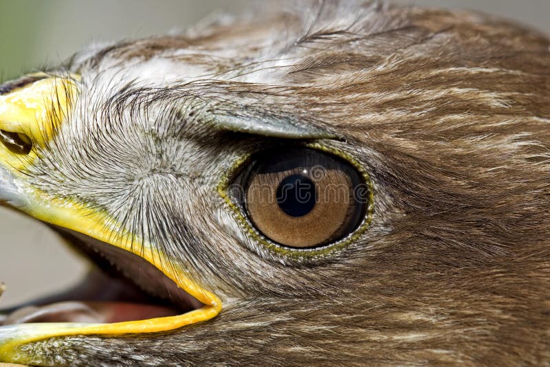 Common Buzzard, Buteo Buteo, Close Up of Eye Stock Photo - Image of ...