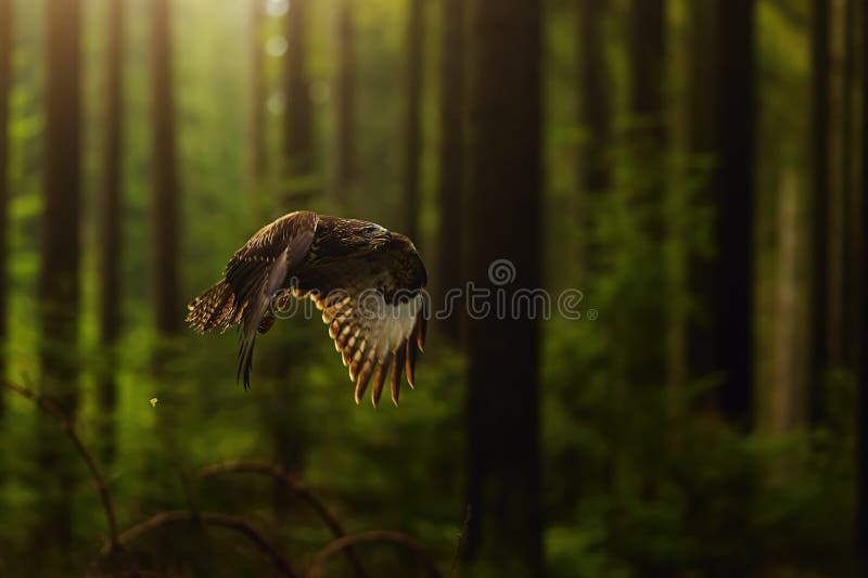 Common Buzzard (Buteo Buteo) in Counterlight Flight Stock Photo - Image ...