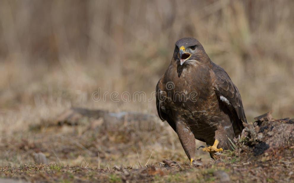 Common Buzzard in Early Spring at a Wet Forest Stock Image - Image of ...
