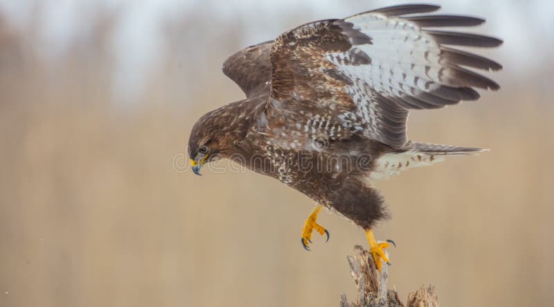 Common Buzzard - Buteo Buteo - Female Bird Stock Image - Image of ...