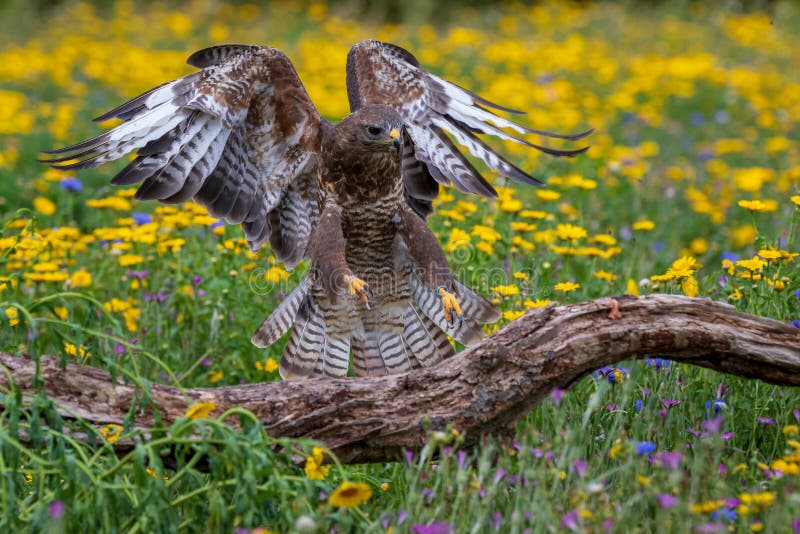 Common buzzard Buteo buteo stock image. Image of hunter - 149722157