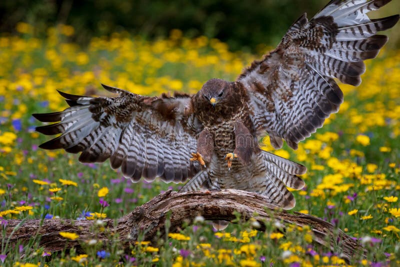Common buzzard Buteo buteo stock image. Image of common - 149805709
