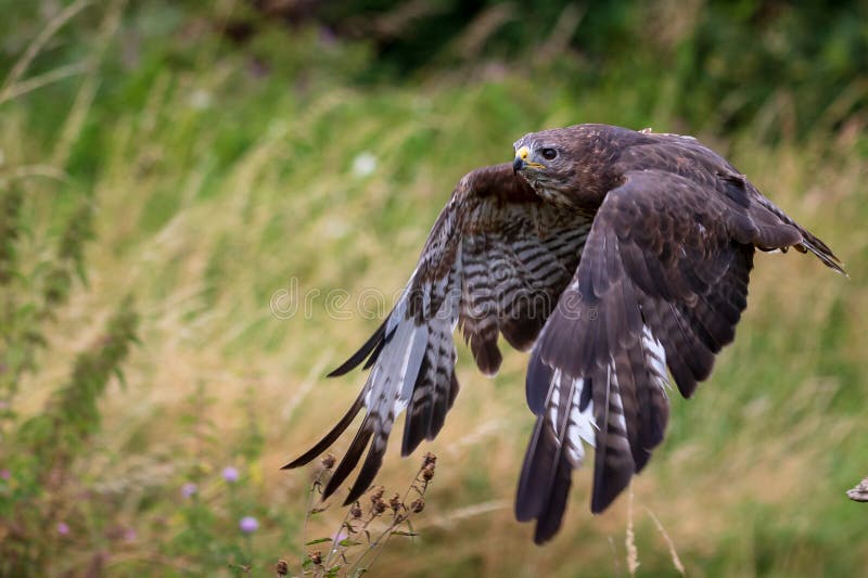 Common buzzard Buteo buteo stock image. Image of hawk - 149806653