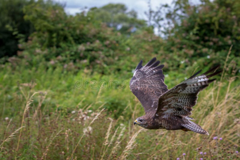 Common buzzard Buteo buteo stock image. Image of buteo - 149815135