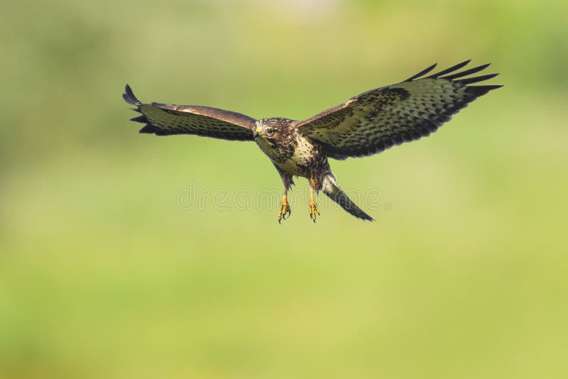 Common Buzzard, Buteo Buteo, in Flight Above a Green Meadow Stock Photo ...