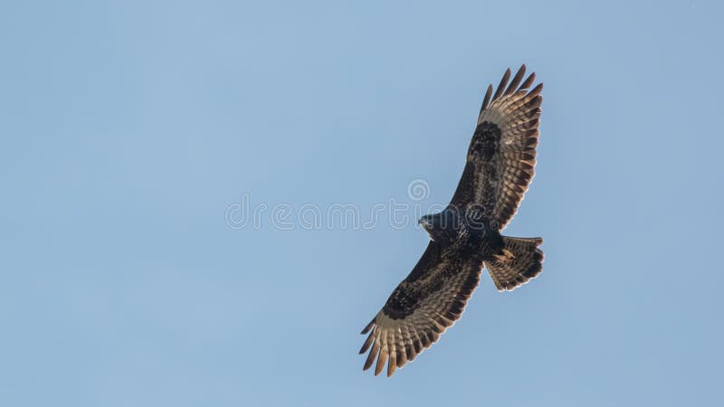 Common Buzzard in Flight Against the Sky. Stock Image - Image of ...