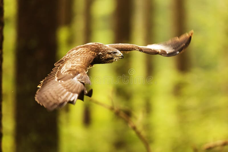 Common Buzzard Buteo Buteo during the Flight through the Forest Stock ...
