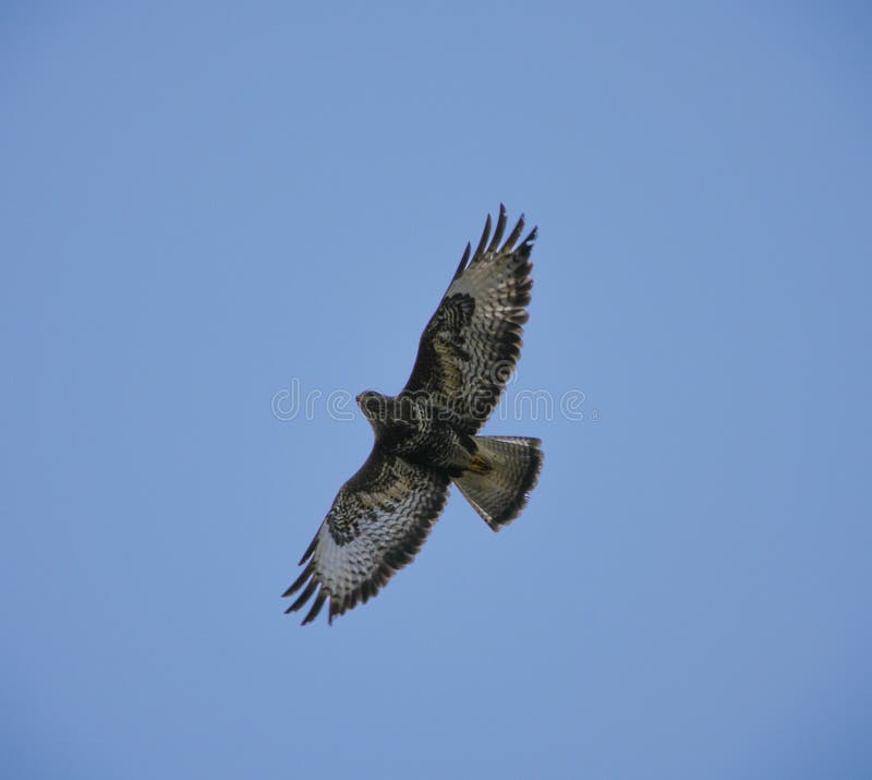 The Common Buzzard (Buteo Buteo) in Flight Overhead Stock Photo - Image ...