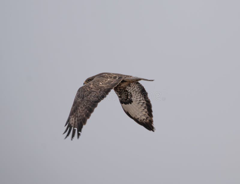 The Common Buzzard (Buteo Buteo) in Flight Overhead. Stock Image ...