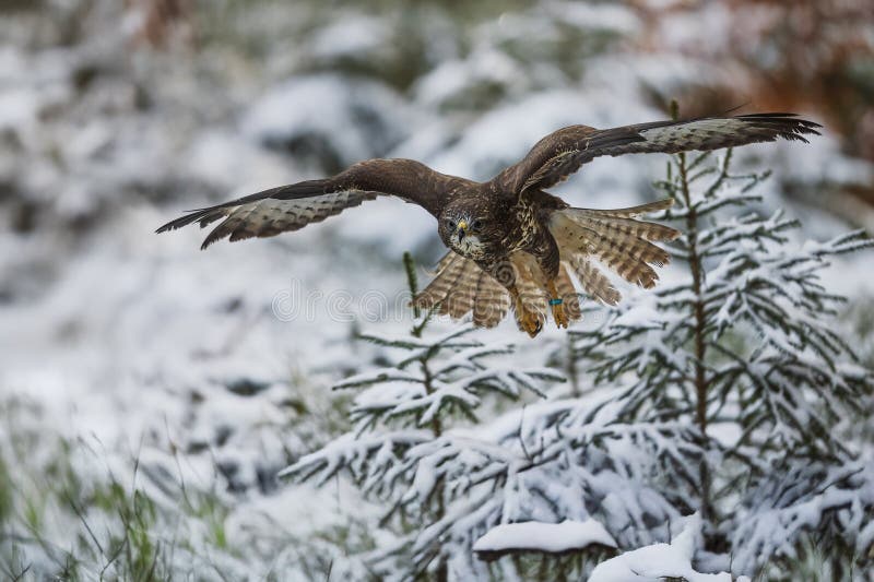 Common Buzzard (Buteo Buteo) Flight on Snowy Trees Stock Photo - Image ...