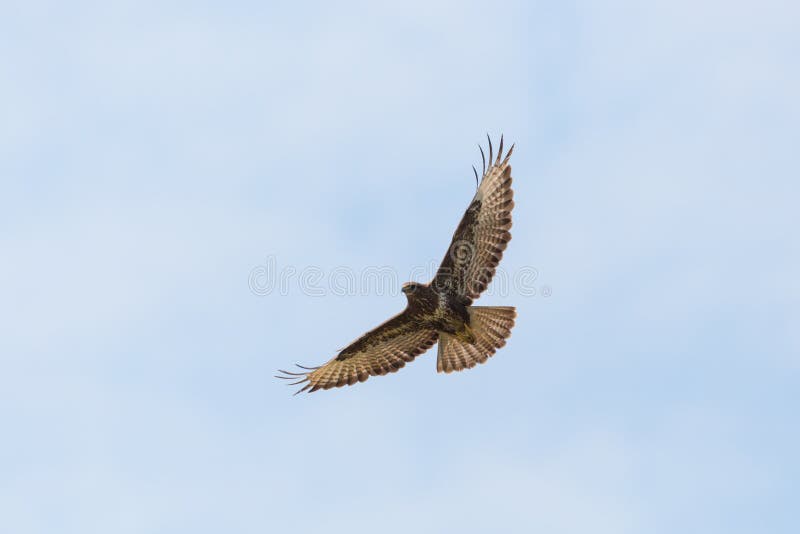 Common Buzzard Buteo Buteo in Flight with Spread Wings and Fingers ...