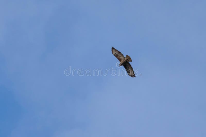 Common Buzzard (Buteo Buteo) in Flight, Wildlife Stock Image - Image of ...
