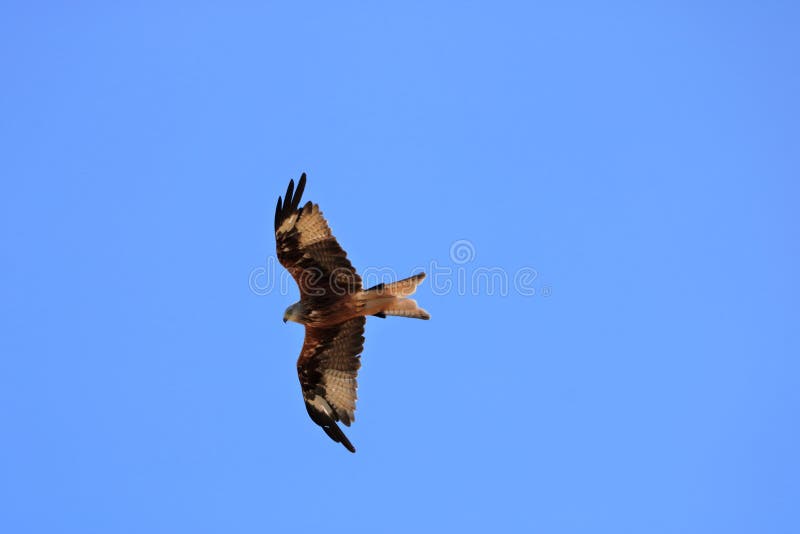Common Buzzard Buteo Buteo Flying in Air Stock Photo - Image of looking ...