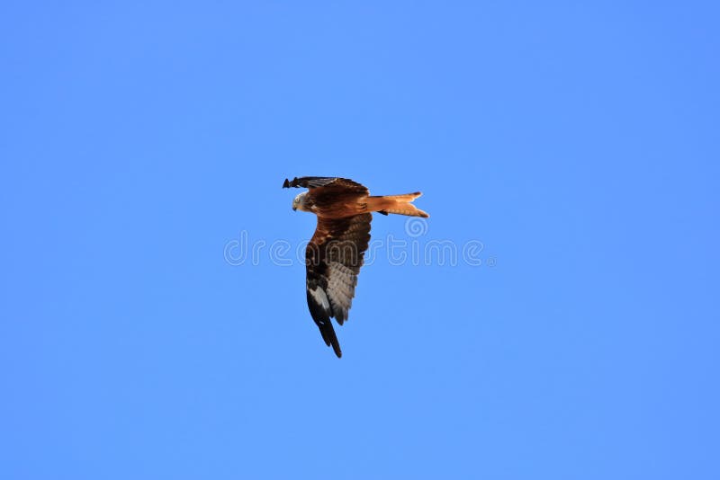 Common Buzzard Buteo Buteo Flying in Air Stock Photo - Image of buteo ...