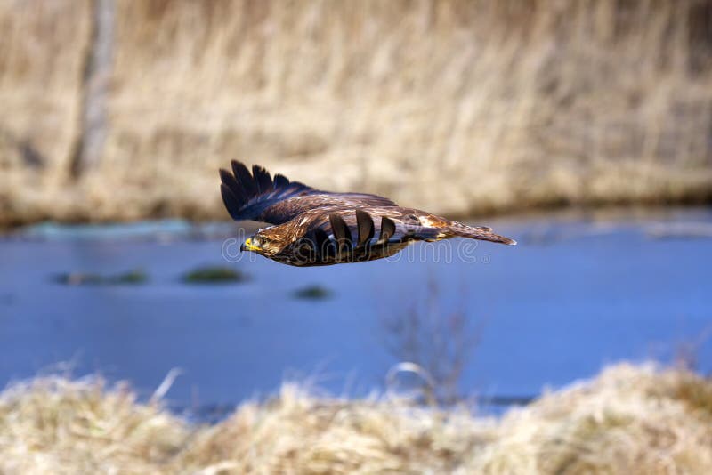 The Common Buzzard Buteo Buteo Flying with Colorful Background. Buzzard ...