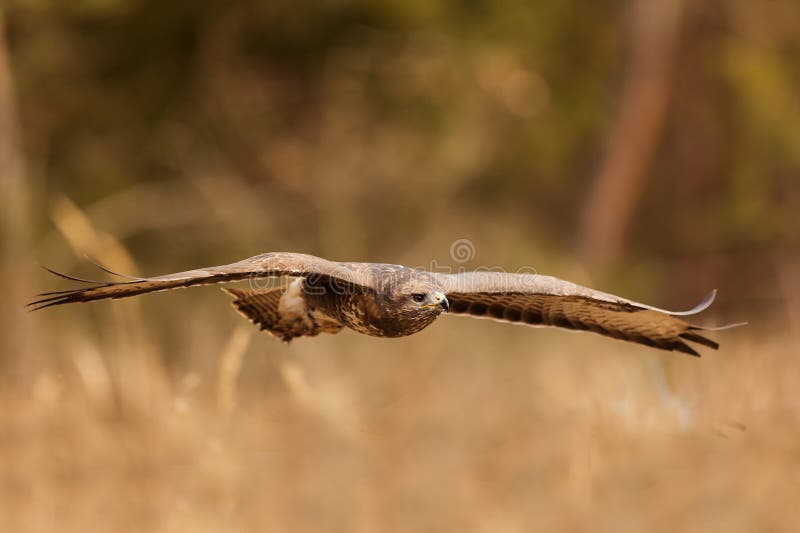 Common Buzzard (Buteo Buteo) Flying through the Forest Stock Image ...