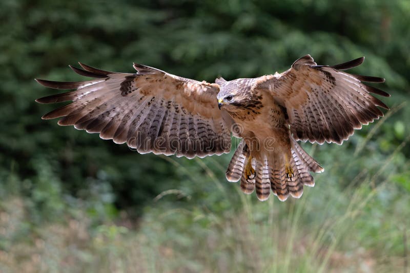 Common Buzzard Flying in the Forest Stock Image - Image of wing, wild ...