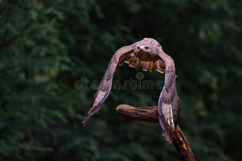 Common Buzzard Flying in the Forest Stock Image - Image of powerful ...