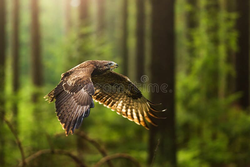 Common Buzzard Buteo Buteo Flying in the Opposite Light Stock Image ...