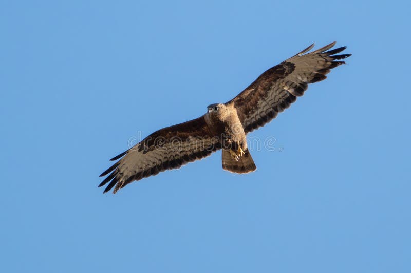 Common Buzzard Buteo Buteo Flying in the Sky Stock Photo - Image of ...