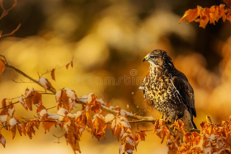 Common Buzzard (Buteo Buteo) in the Forest with a Backlight Stock Photo ...