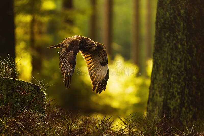 Common Buzzard (Buteo Buteo) in the Forest in Flight Stock Image ...