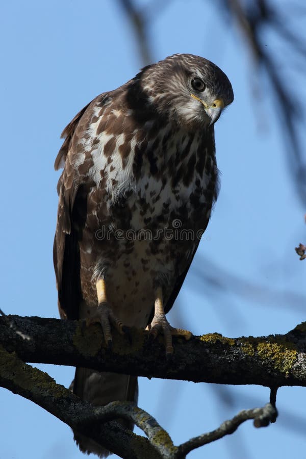 Common Buzzard (Buteo Buteo) Germany Stock Image - Image of ...