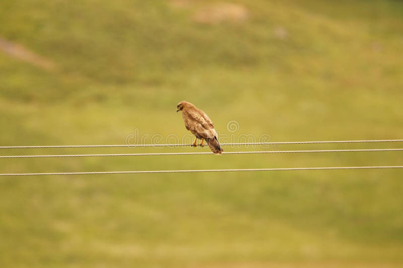 Common Buzzard (Buteo Buteo) on the Inner Herbrides Isle of Mull ...