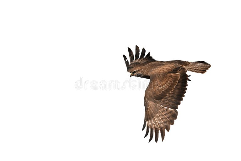 178,094 Predator Bird Stock Photos - Free & Royalty-Free Stock Photos ...