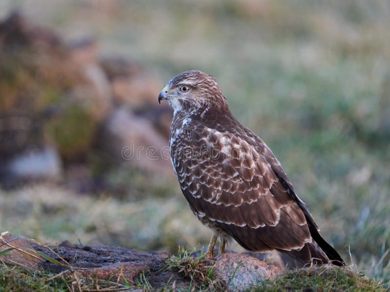 Common buzzard Buteo buteo stock photo. Image of fauna - 238809408