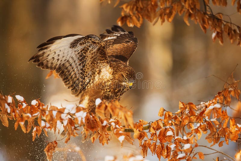 Common Buzzard (Buteo Buteo) Landed on a Beech Branch Stock Photo ...