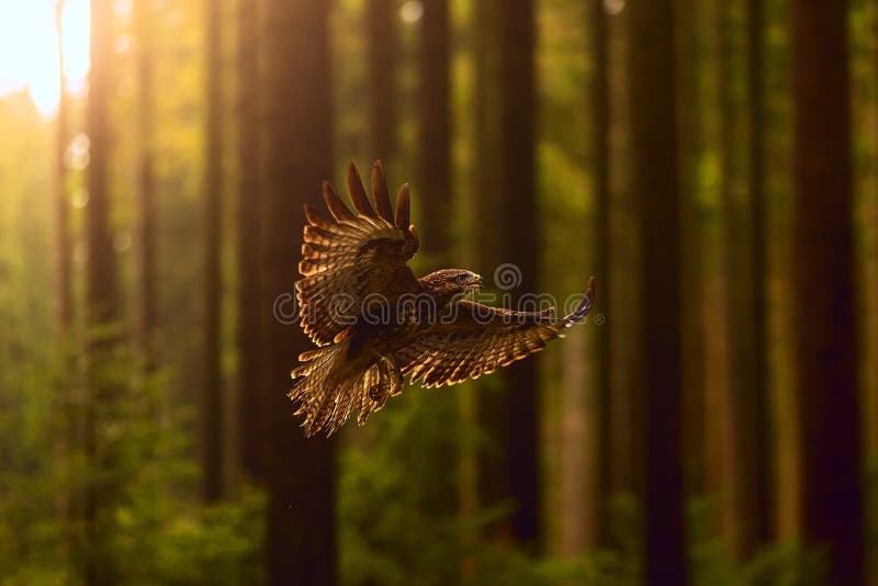 Common Buzzard Buteo Buteo Lands Out of Thin Air in the Woods Stock ...