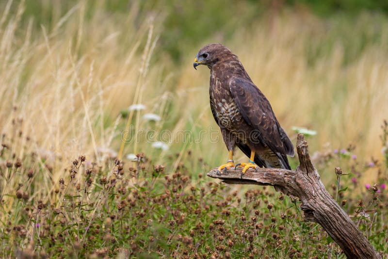 Common buzzard Buteo buteo stock photo. Image of kestrel - 149810772