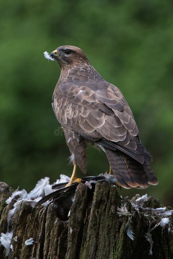 Common Buzzard Buteo buteo stock photo. Image of feathers - 121758546