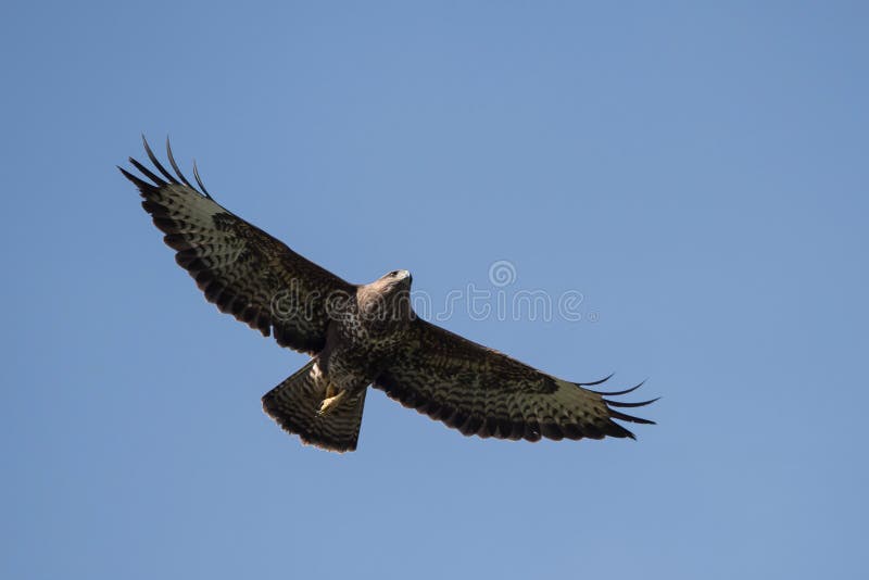 Common Buzzard, Buzzard, Buteo Buteo Stock Image - Image of prey, wings ...