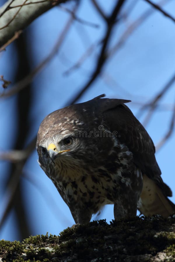 Common Buzzard (Buteo Buteo) with Prey Mouse Germany Stock Image ...