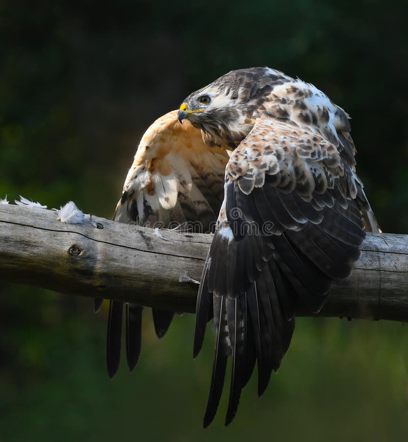 A Common Buzzard (Buteo Buteo) Protects Its Prey. Stock Image - Image ...