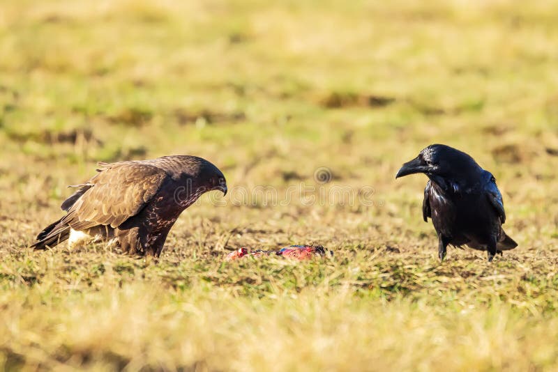Common Buzzard Buteo Buteo and Common Raven Corvus Corax Stock Image ...