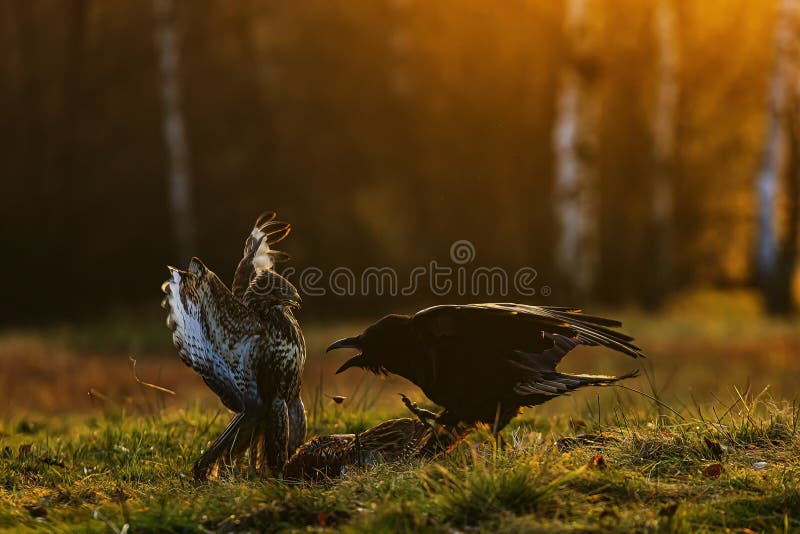 Common Buzzard Buteo Buteo and Common Raven Corvus Corax Stock Image ...