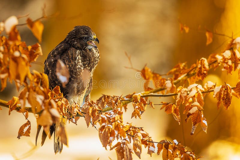 Common Buzzard (Buteo Buteo) Screaming at the Beech Branches Stock ...